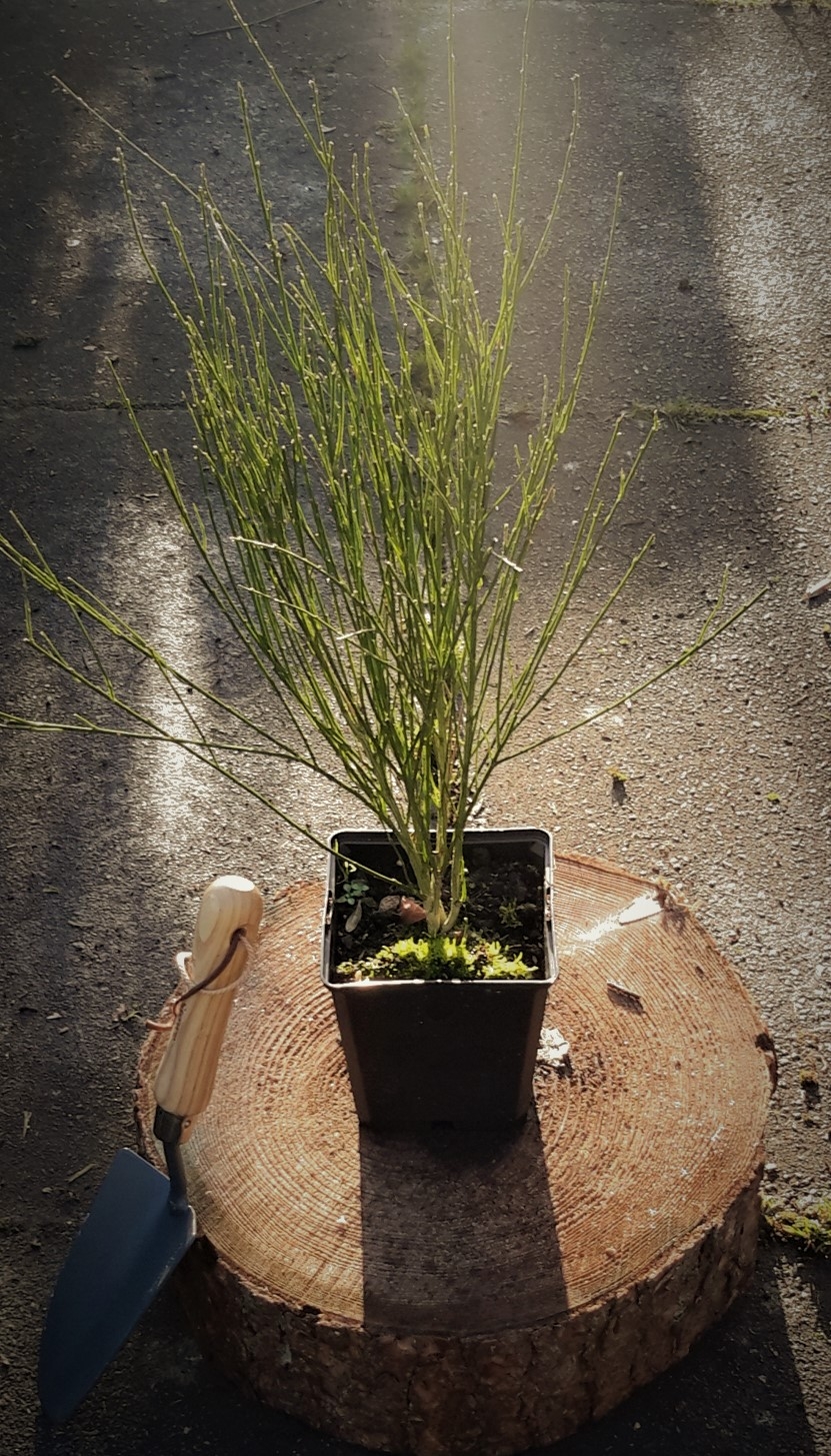 Cytisus Praecox Allgold 1L (Broom) - Windlestone Nursery & Garden ...