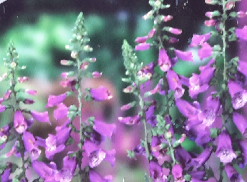 Digitalis Dalmation Purple 2L (Foxglove) - Windlestone Nursery & Garden ...