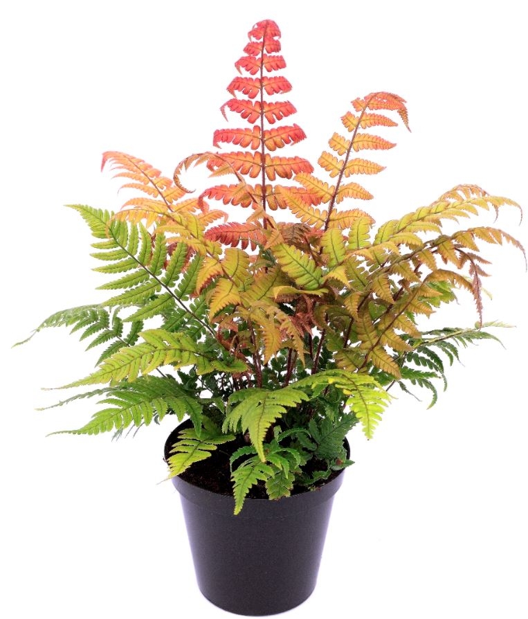 Dryopteris Lepidopoda - 0.5L (Sunset fern) - Windlestone Nursery ...