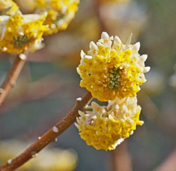 Edgeworthia Chrysantha 10L - Windlestone Nursery & Garden Centre in ...