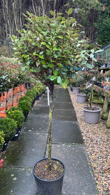 Elaeagnus Ebbingei Compacta- 1/2 Standard 18L - Windlestone Nursery ...