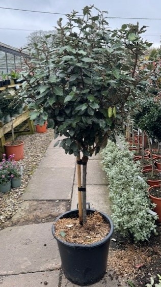 Elaeagnus Ebbingei Compacta- 1/4 Standard 30L - Windlestone Nursery ...