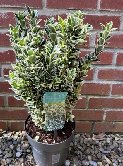 Euonymus Japonicus White Spire 5L - Windlestone Nursery & Garden Centre ...