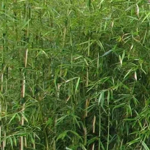 Fargesia Robusta Formidable Bamboo - 60cm - Windlestone Nursery ...