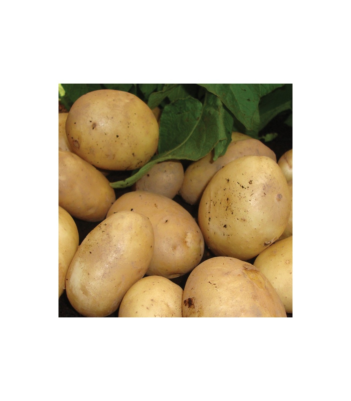 First Early Seed Potato - Home Guard - 2kg - Windlestone Nursery ...