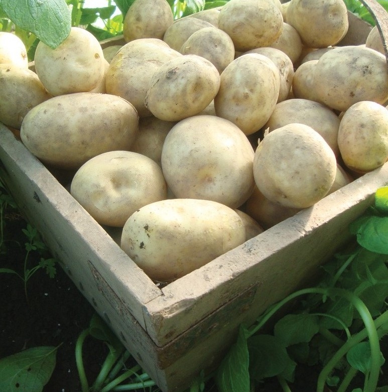 First Early Seed Potato - Rocket - 2kg - Windlestone Nursery & Garden ...