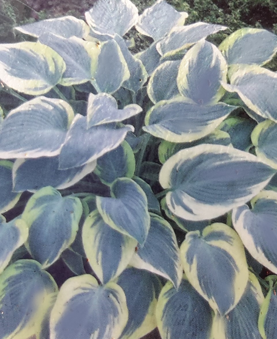 Hosta First Frost 2L - Windlestone Nursery & Garden Centre in Ferryhill ...