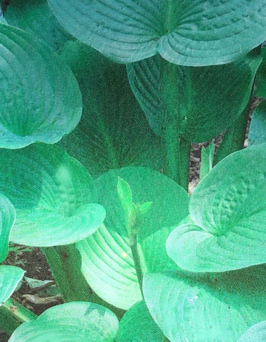 Hosta Jurassic Park 2L - Windlestone Nursery & Garden Centre in ...