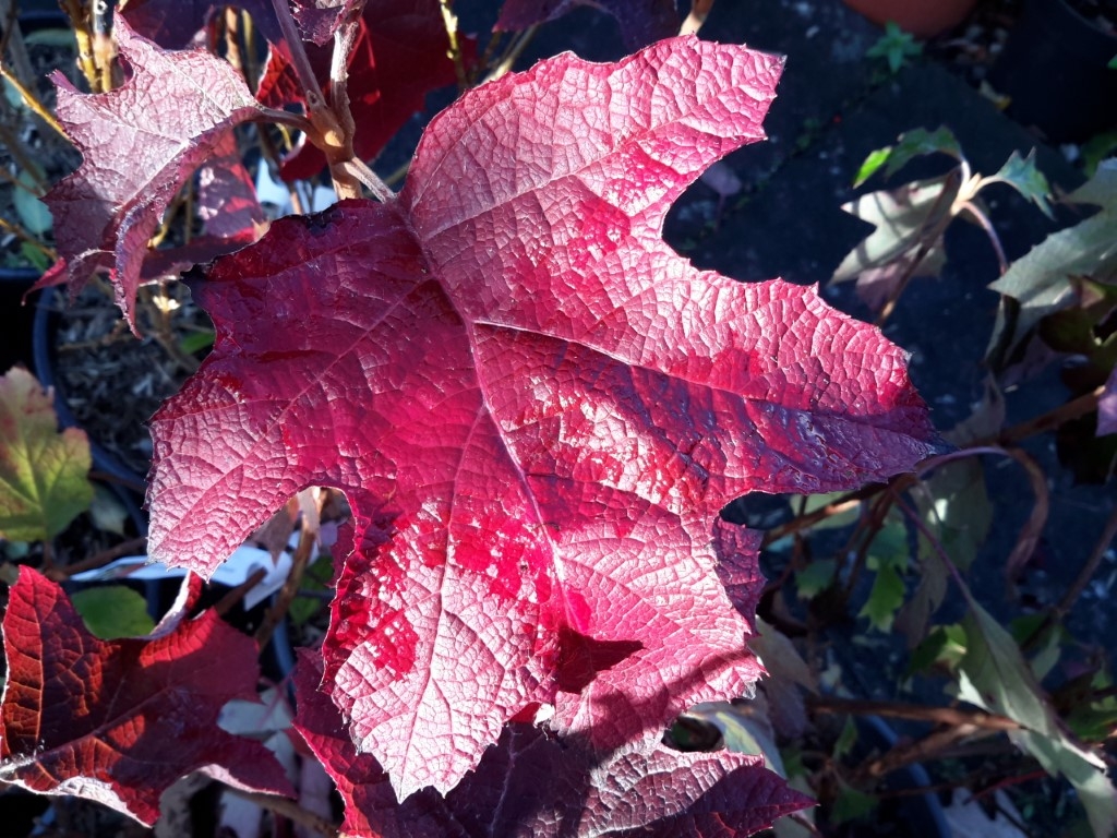 Hydrangea Quercifolia Ruby Slippers - 9L (Oak-leaved Hydrangea ...