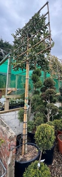 ilex Koheneana Chestnut Leaf High Standard Pleached Frame 65L ...