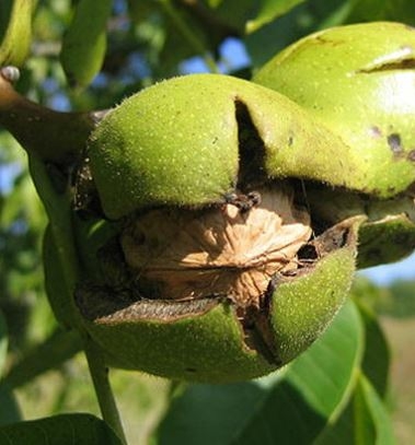 Juglans Regia (Walnut Tree) - 15L - 300cm - Windlestone Nursery ...