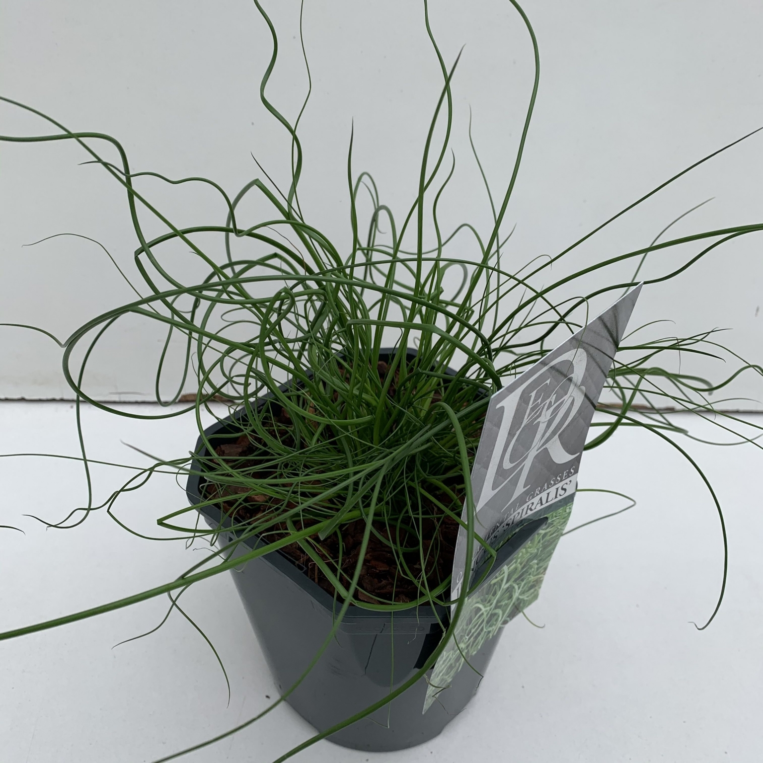 Juncus Spiralis 2L (Corkscrew Rush) - Windlestone Nursery & Garden ...