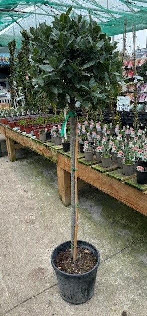 Laurus Nobilis (Bay Tree) - 1/2 Std. - 10L - Windlestone Nursery ...