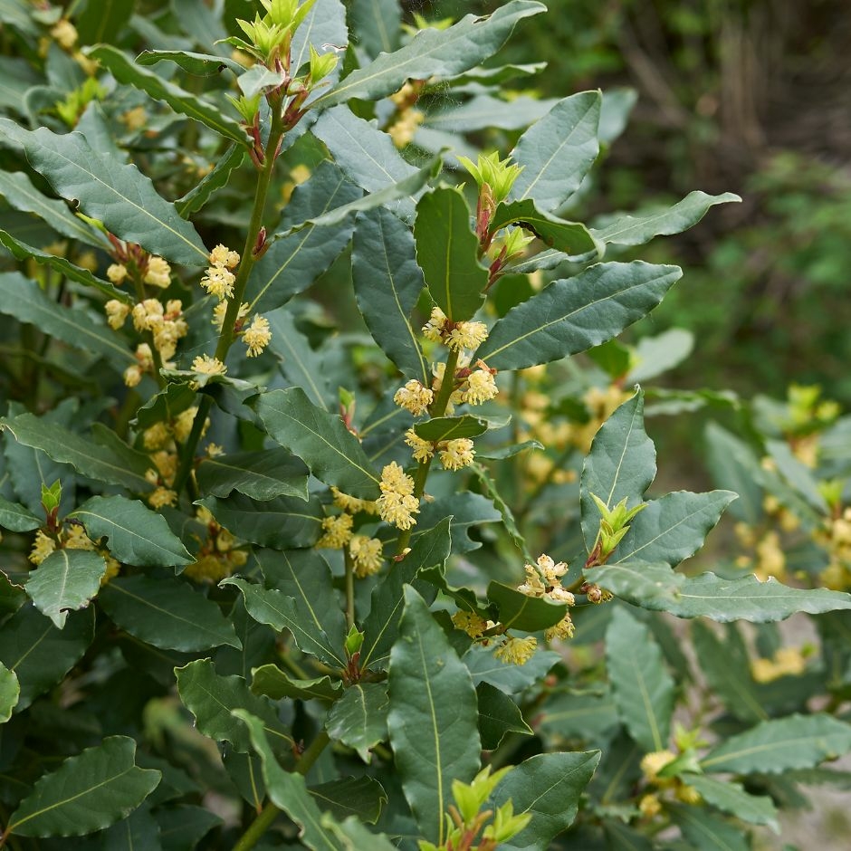 Laurus Nobilis (Bay Tree) - 1/2 Std - 18L - 80cm clear stem ...