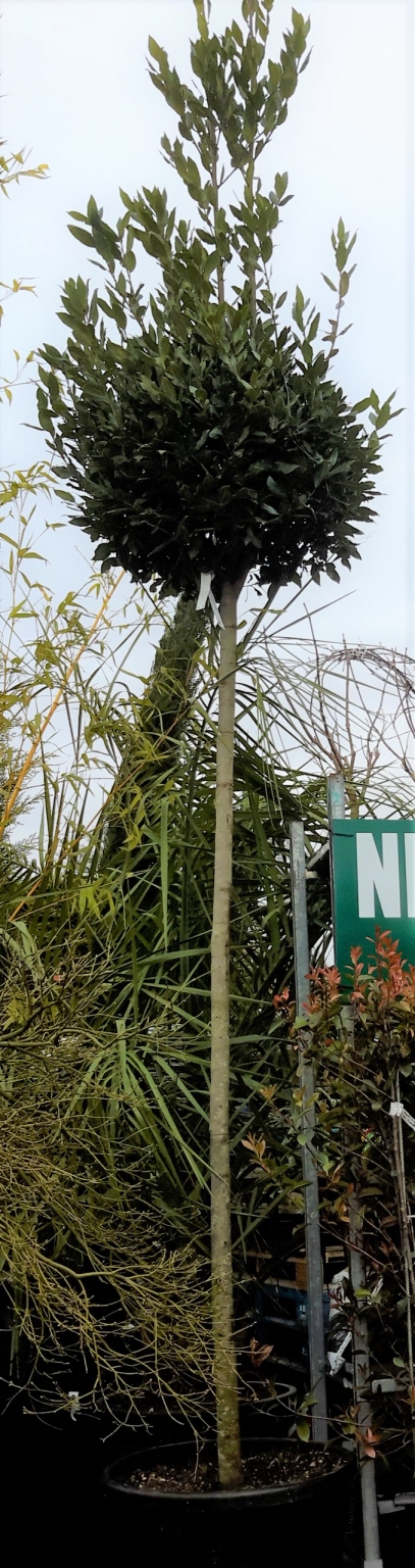 Laurus Nobilis (Bay Tree) - Ball Head - 4m - Windlestone Nursery ...