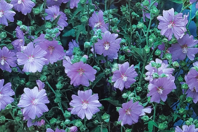 Lavatera Blue Bird 2L (Mallow) - Windlestone Nursery & Garden Centre in ...