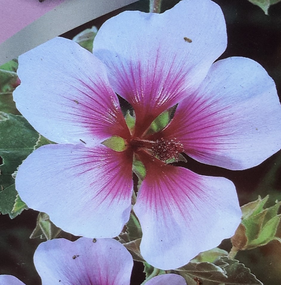 Lavatera Maritima 2L (Mallow) - Windlestone Nursery & Garden Centre in ...