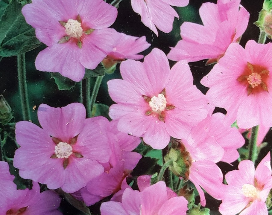 Lavatera Olbia Rosea 2L (Mallow) - Windlestone Nursery & Garden Centre ...