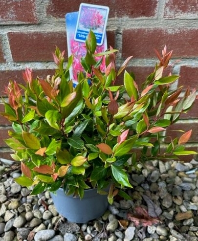 Leucothoe Little Flames 2L - Windlestone Nursery & Garden Centre in ...