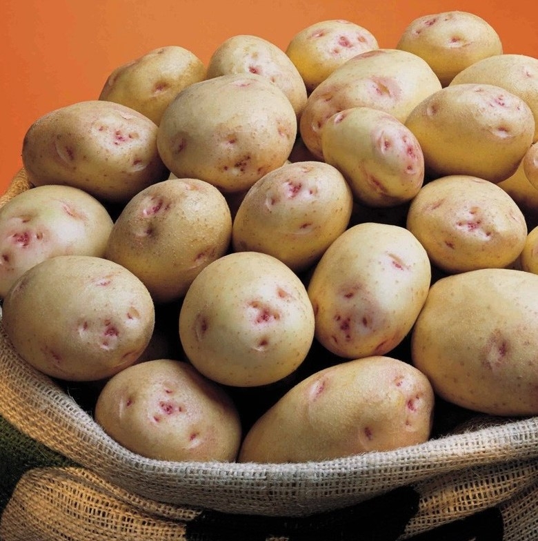 Main Crop Seed Potato - Cara - 2kg - Windlestone Nursery & Garden ...