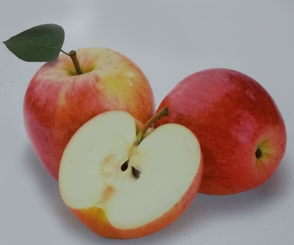 Malus Domestica Elstar Dwarf (Apple Tree) - Windlestone Nursery ...