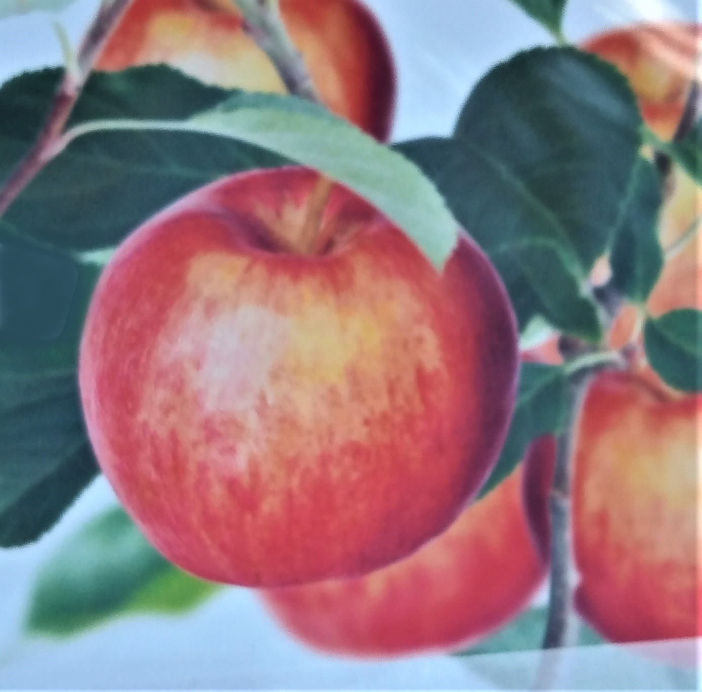 Malus Domestica Gala Dwarf (Apple Tree) - Windlestone Nursery & Garden ...