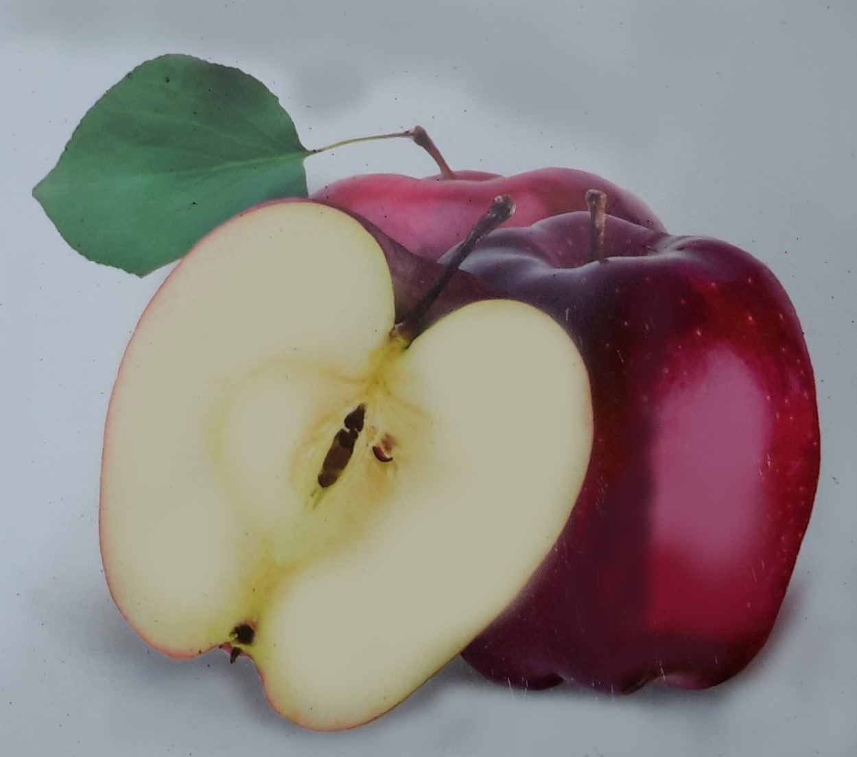 Malus Domestica Gloster Dwarf (Apple Tree) - Windlestone Nursery ...