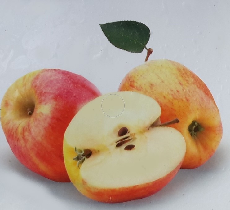 Malus Domestica Golden Pearmain Dwarf (Apple Tree) - Windlestone ...