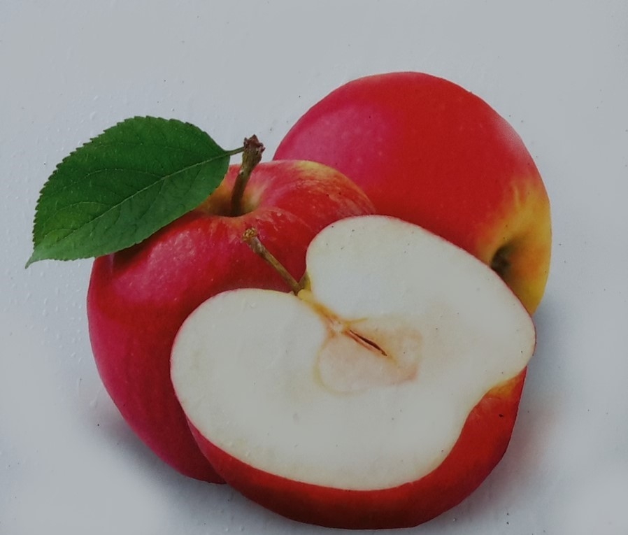 Malus Domestica Rode Boskoop Dwarf (Apple Tree) - Windlestone Nursery ...
