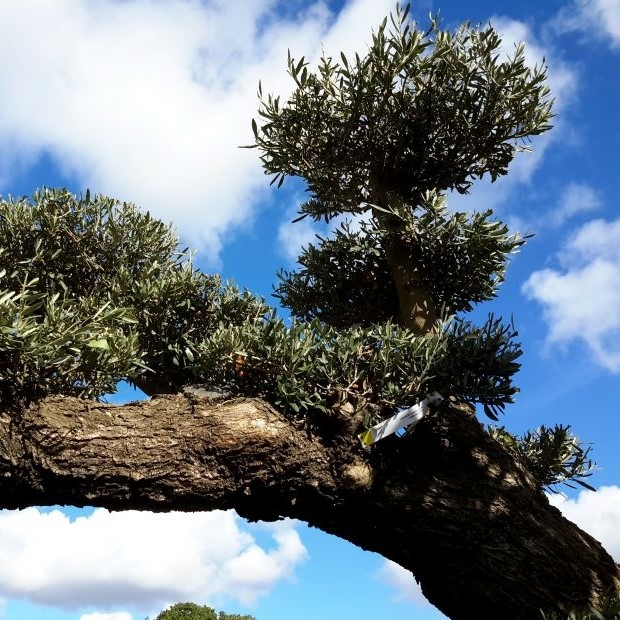 Olea Europaea (Olive Tree) - 200L - Horizontola 4m - Windlestone ...