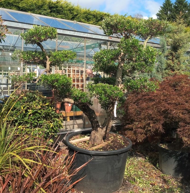 Olea Europaea (Olive Tree) - Pom Pom - Windlestone Nursery & Garden ...