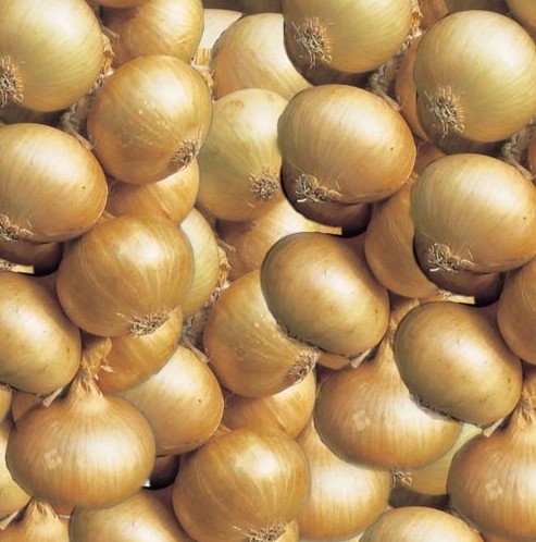 Onion Set Sturon (50) - Windlestone Nursery & Garden Centre in ...