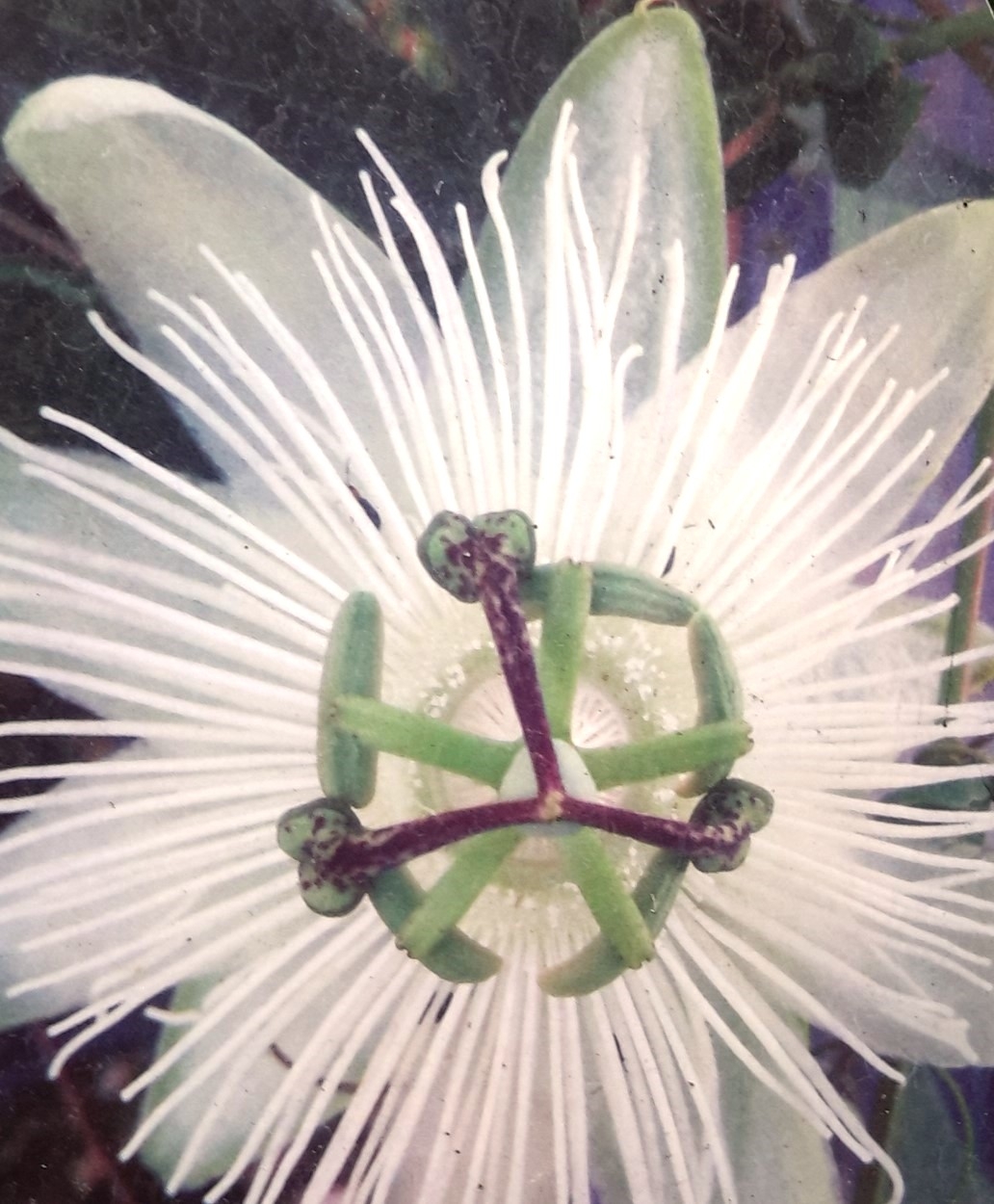 Passiflora Snow Queen - Windlestone Nursery & Garden Centre in ...