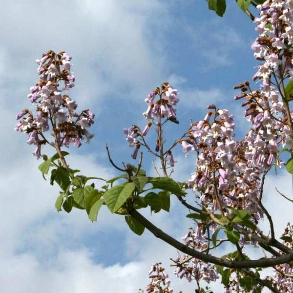 Paulownia Tomentosa Imperialis (Foxglove Tree) - Windlestone Nursery ...