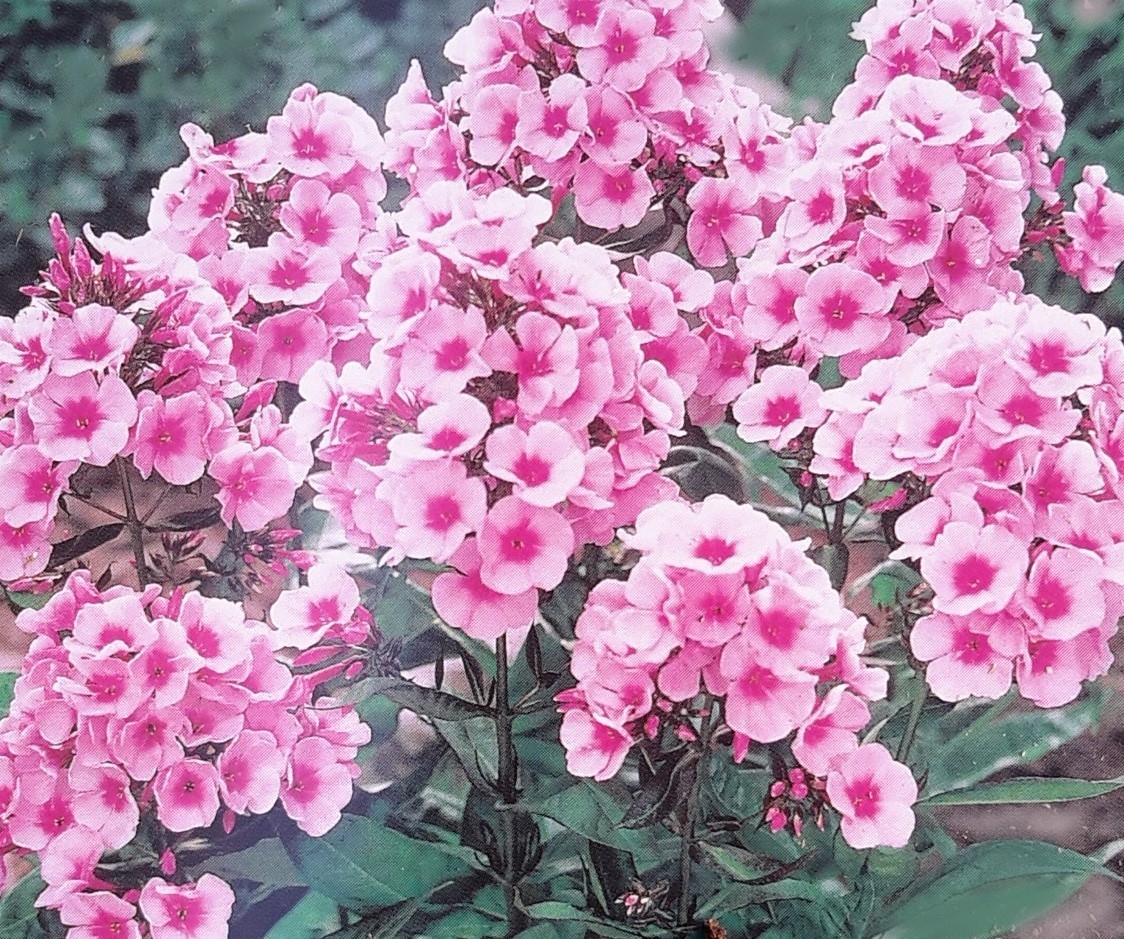 Phlox Paniculata Bright Eyes -2L - Windlestone Nursery & Garden Centre ...