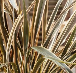 Phormium hybrid Brown Sugar - 9L - Windlestone Nursery & Garden Centre ...