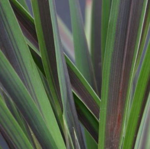 Phormium hybrid Chocomint® - 9L - 0.7m - Windlestone Nursery & Garden ...