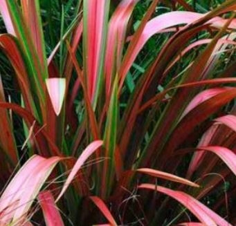Phormium hybrid Jester - 9L - Windlestone Nursery & Garden Centre in ...