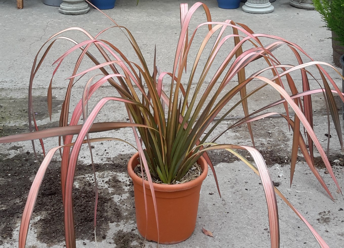 Phormium hybrid Margaret Jones® - 0.5m - Windlestone Nursery & Garden ...