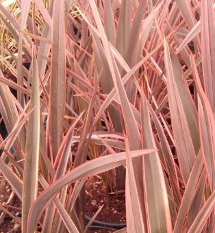 Phormium hybrid Rainbow Queen - 9L - Windlestone Nursery & Garden ...