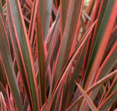 Phormium hybrid Sundowner - 9L - 1.3m - Windlestone Nursery & Garden ...