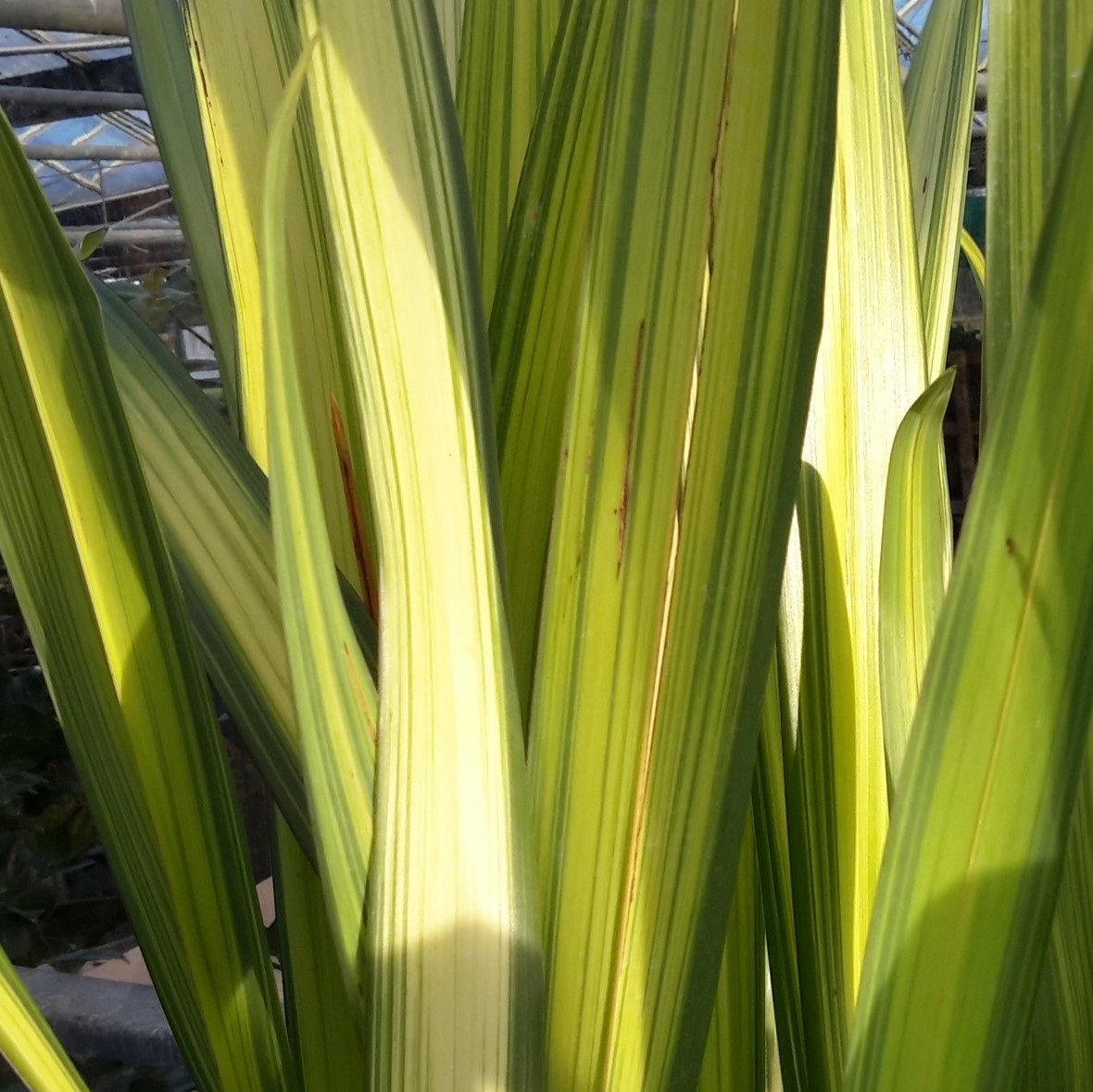 Phormium hybrid Yellow Wave - 9L - Windlestone Nursery & Garden Centre ...