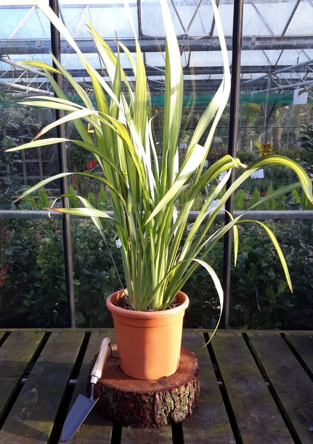 Phormium Yellow Wave - 9L (New Zealand Flax) - Windlestone Nursery ...