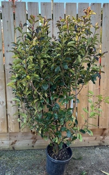 Photinia fraseri 'Magical Volcano'® - 10L - 150cm bush - Windlestone ...