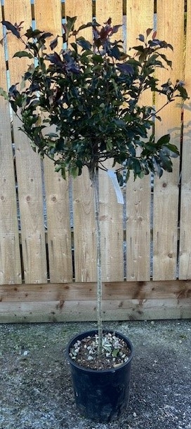 Photinia fraseri 'Magical Volcano'® - 15L 1/2 Std - 90cm clear stem ...