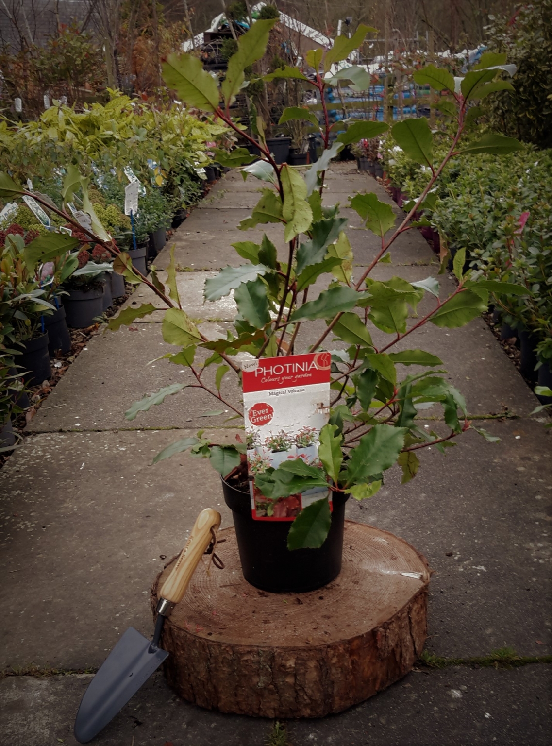 Photinia fraseri 'Magical Volcano'® - 3L - Windlestone Nursery & Garden ...