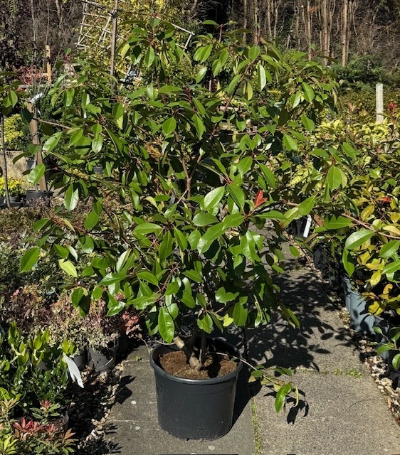 Photinia fraseri 'Red Robin' - 15L - Windlestone Nursery & Garden ...