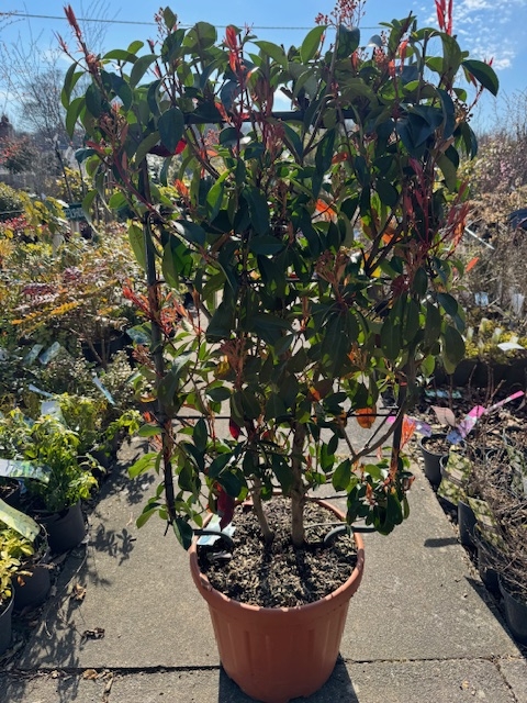 Photinia fraseri 'Red Robin' 30L on metal frame 85x50cm - Windlestone ...