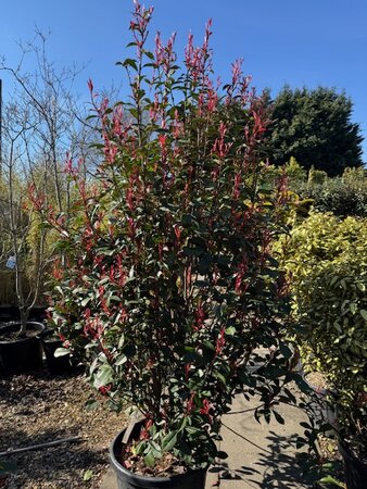 Photinia fraseri Red Robin Compacta 45L - Windlestone Nursery & Garden ...