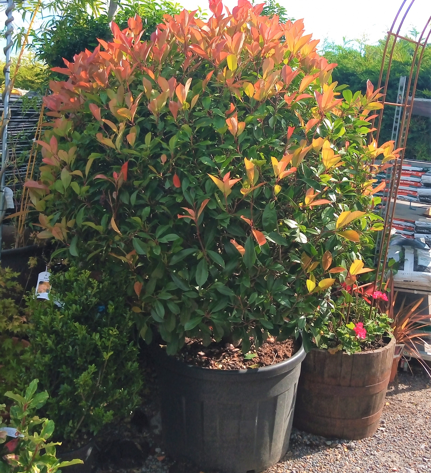 Photinia fraseri 'Red Robin' - XL Ball shape - 160L - Windlestone ...